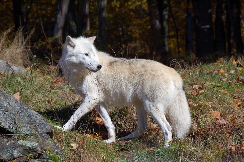 Arctic Wolf stock photo. Image of canis, arctic, polar - 15673716