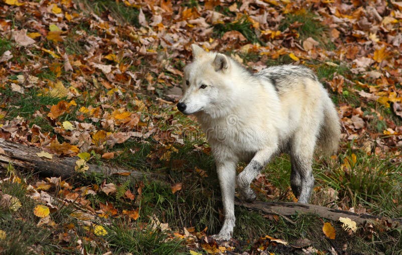 Arctic Wolf Looking at the Camera on a Fall Day Stock Photo - Image of ...