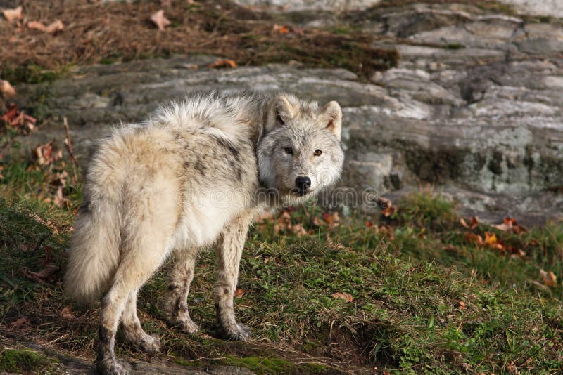 Arctic Wolf stock photo. Image of living, gray, female - 64053044