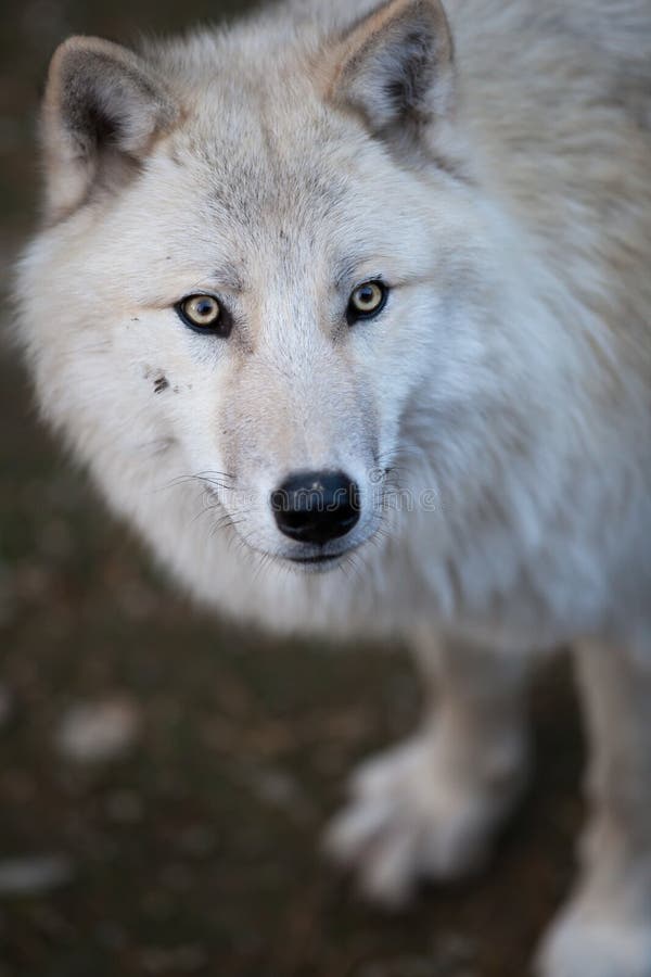 Arctic Wolf stock image. Image of grey, head, polar, mammal - 16958753
