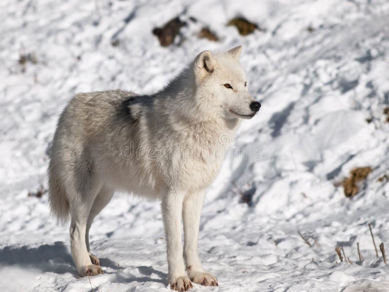 Alpha male arctic wolf stock image. Image of attention - 17619695