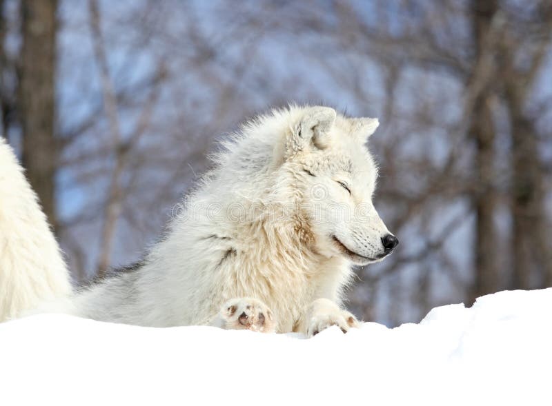 Arctic wolf stock photo. Image of wildlife, animal, mammal - 23480180