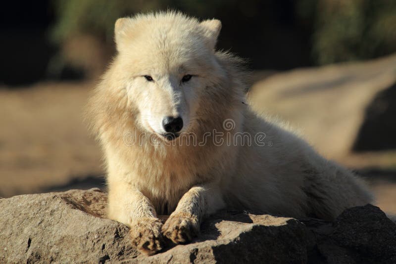 Arctic wolf family stock photo. Image of canis, wolf - 20259058
