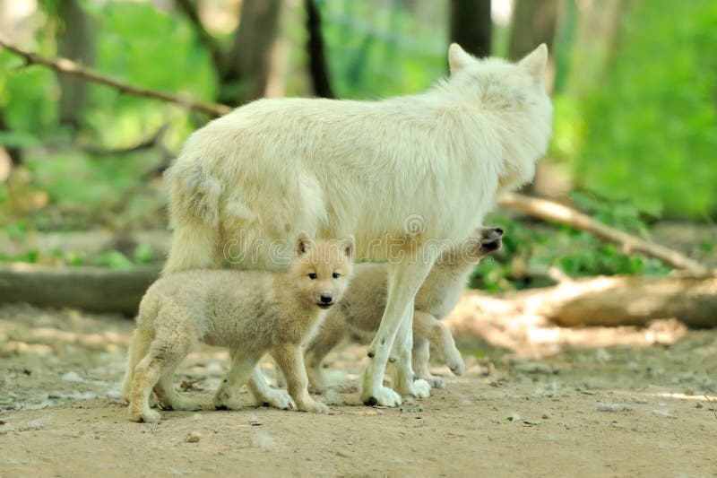 Baby Arctic Wolf With Mom