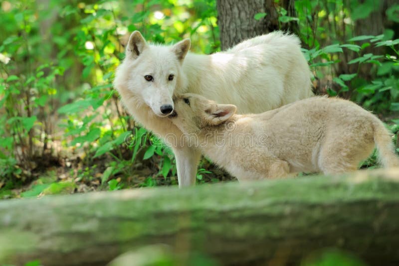 Arctic wolf family stock photo. Image of canis, wolf - 20259058