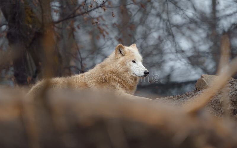 Arctic wolf stock image. Image of close, mammal, outdoor - 269687027