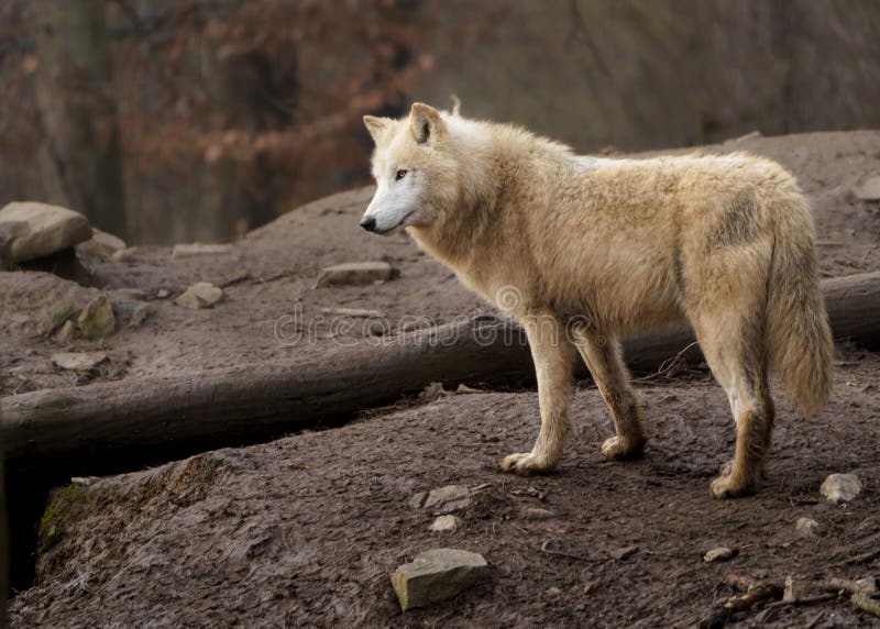 Arctic wolf stock image. Image of closeup, canine, arctic - 269687195