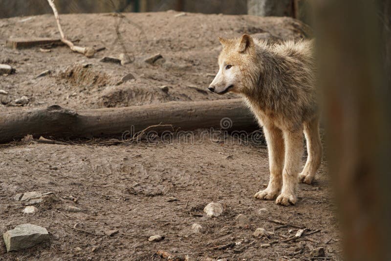 Arctic wolf stock photo. Image of energy, beast, forest - 269687210