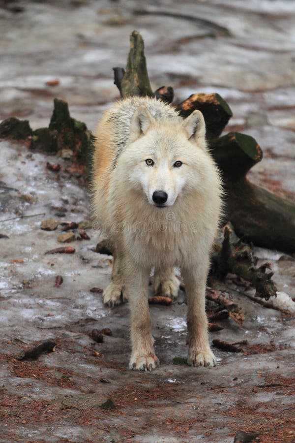 Arctic wolf family stock photo. Image of canis, wolf - 20259058