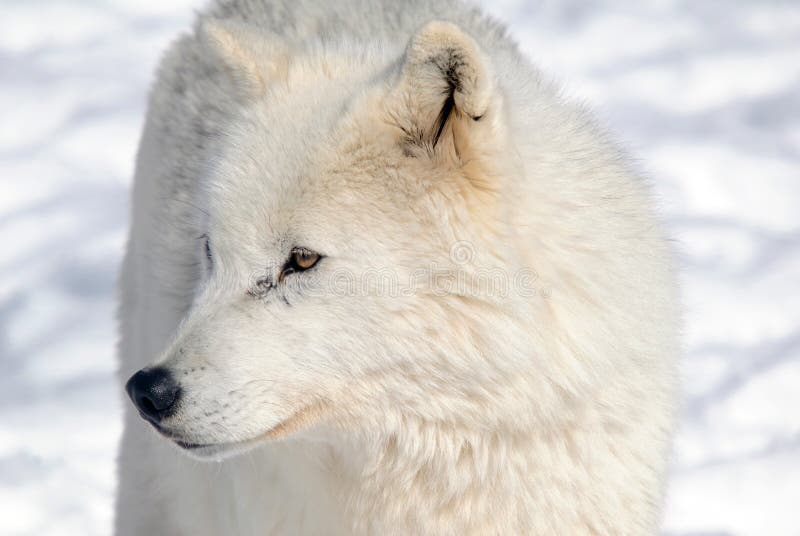 Eyes of a Arctic Wolf ( Canis Lupus Arctos ) Stock Photo - Image of ...