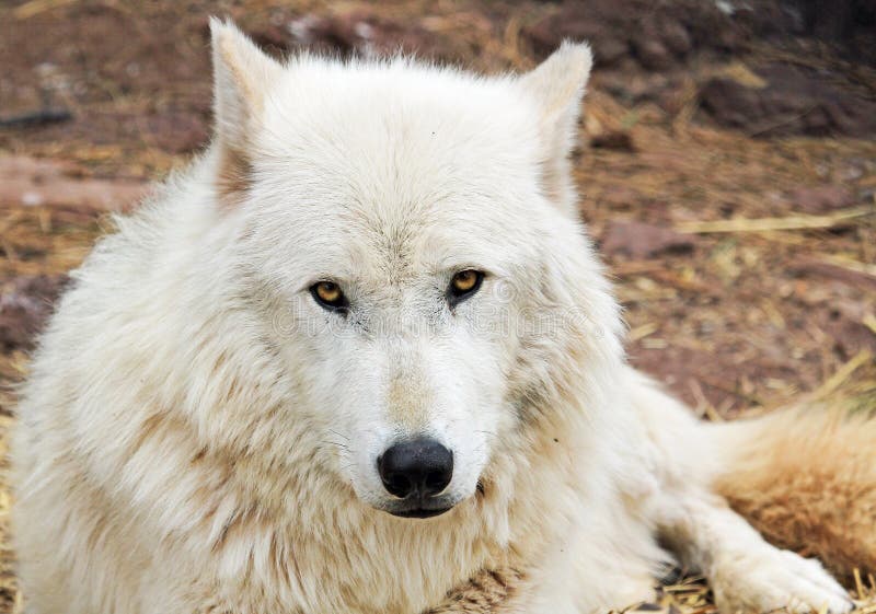 Arctic wolf stock photo. Image of coat, eyes, view, arizona - 80507148