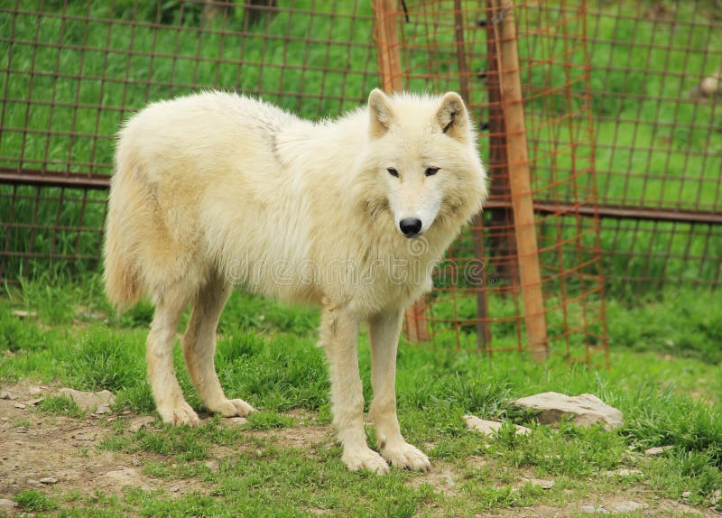 Arctic wolf stock photo. Image of hairy, captive, carnivoran - 92486338