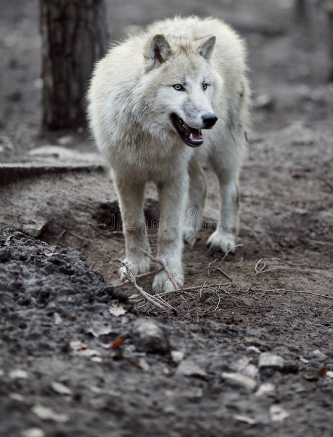 Howling Wolf on Tree Stump stock photo. Image of alpha - 677986