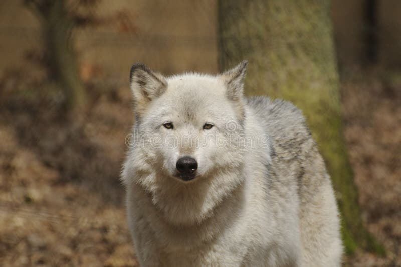 Eyes of a Arctic Wolf ( Canis Lupus Arctos ) Stock Photo - Image of ...