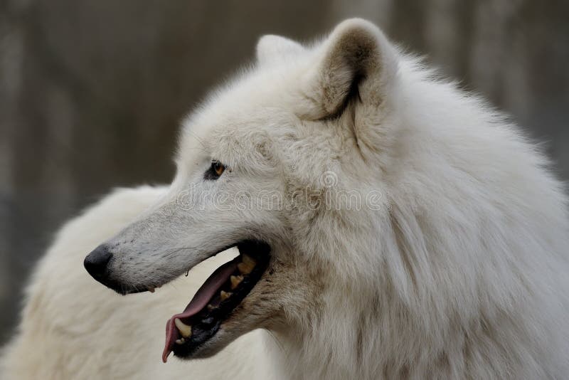 Eyes of a Arctic Wolf ( Canis Lupus Arctos ) Stock Photo - Image of ...