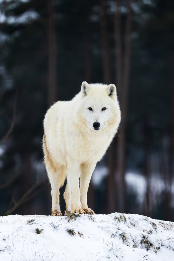 Arctic Wolf Canis Lupus Arctos Alone in the Winter Forest Stock Photo ...