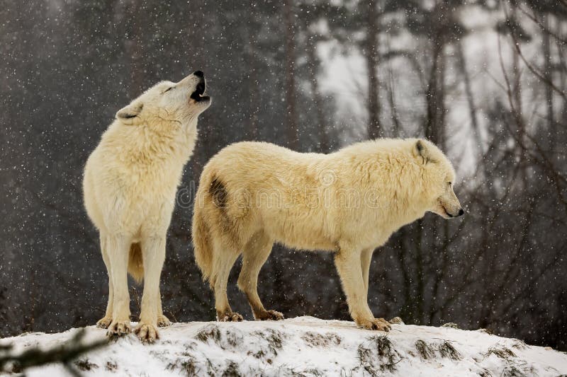 Arctic Wolf (Canis Lupus Arctos) Howling into the Falling Snow Stock ...