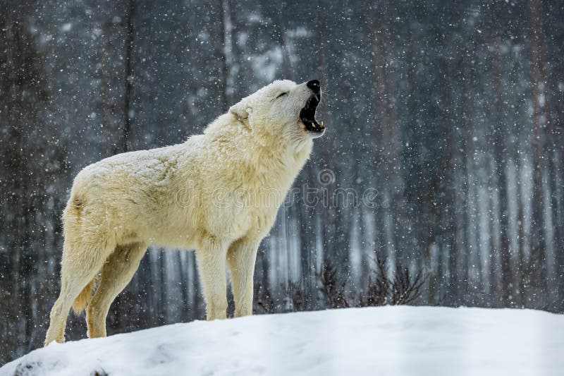 Arctic Wolf (Canis Lupus Arctos) the Howling Itself Stock Image - Image ...