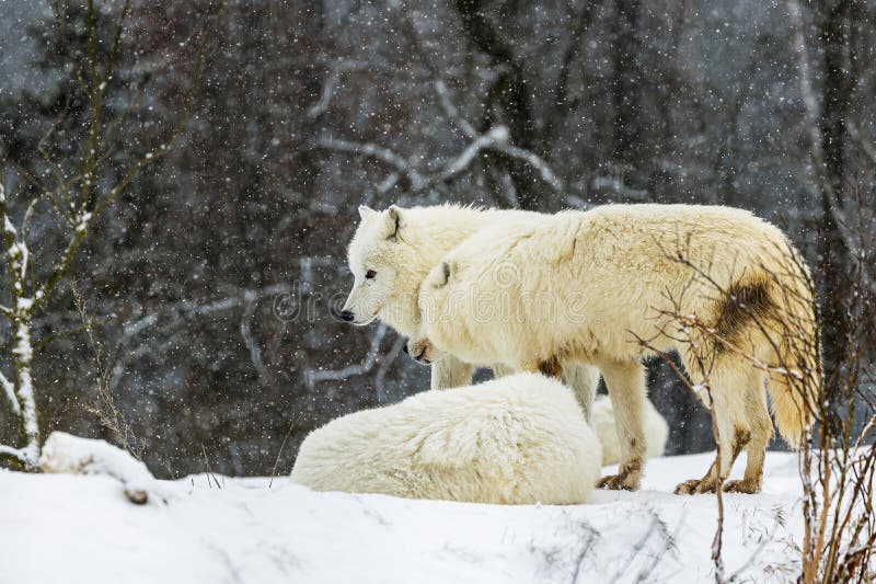 Arctic Wolf (Canis Lupus Arctos) the Pack is Resting Stock Photo ...