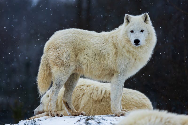 Arctic Wolf Canis Lupus Arctos Pack in the Snow Stock Image - Image of ...
