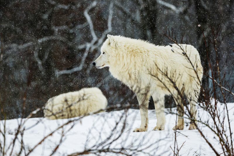 Arctic Wolf (Canis Lupus Arctos) Pack in the Snow Stock Photo - Image ...