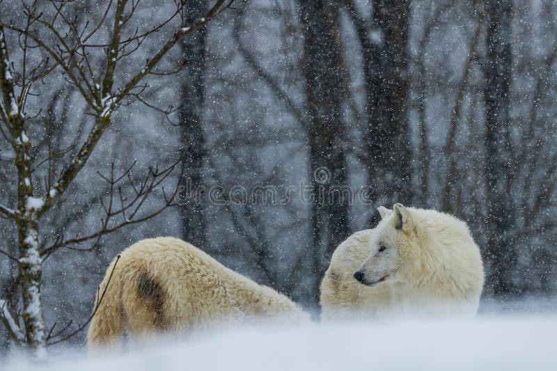 Arctic Wolf (Canis Lupus Arctos) Pack in the Winter Forest Stock Photo ...