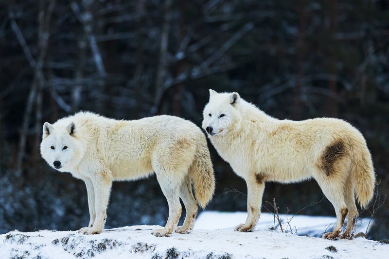 Arctic Wolf (Canis Lupus Arctos) Pack in the Snow Stock Photo - Image ...