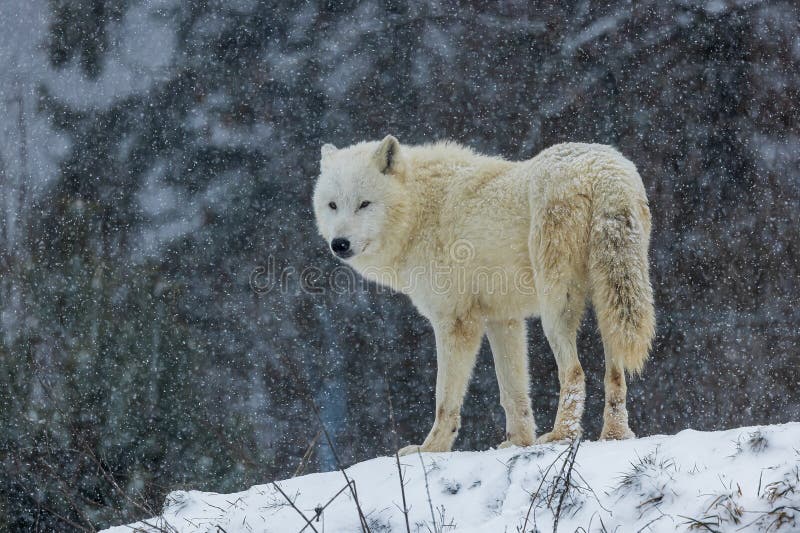 Arctic Wolf (Canis Lupus Arctos) Snow is Falling Stock Image - Image of ...