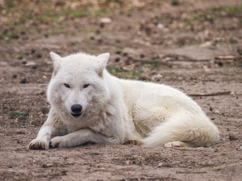 Arctic Wolf (Canis Lupus Arctos) Staring into the Camera while Lying on ...