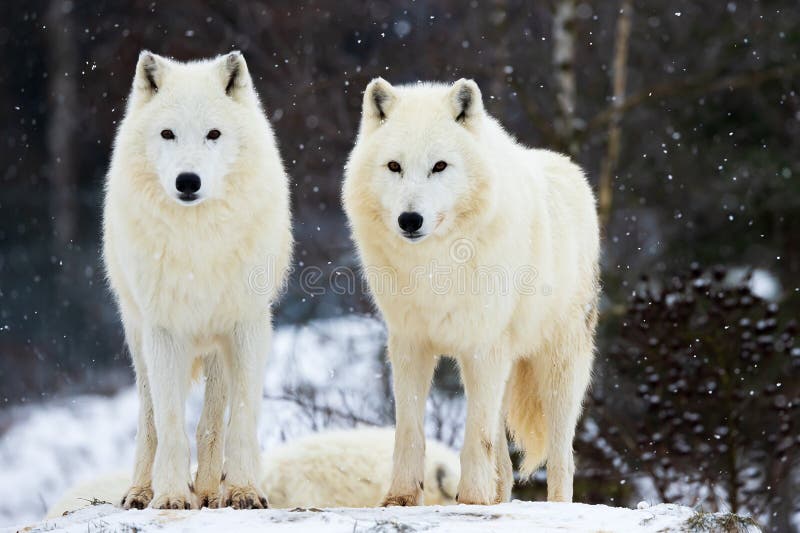 Arctic Wolf (Canis Lupus Arctos)two Standing Side by Side Stock Image ...