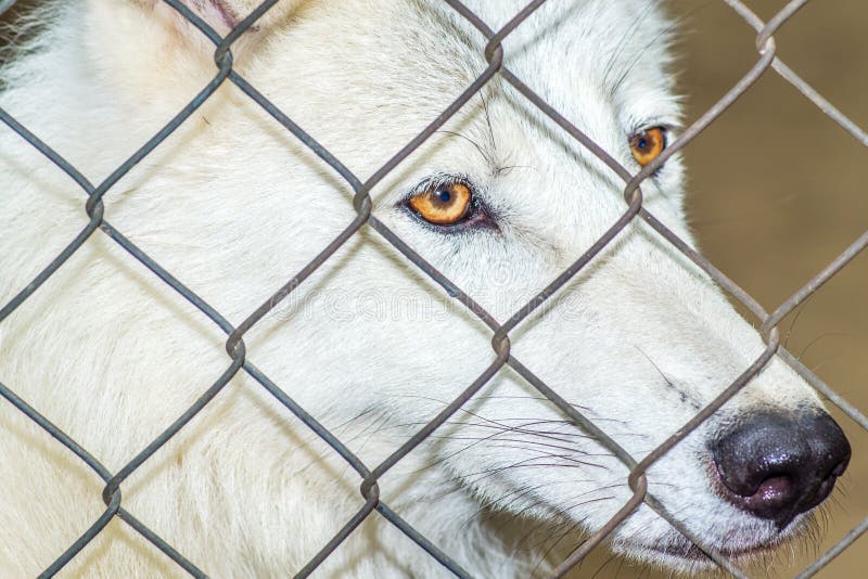 Arctic wolf stock photo. Image of wolf, animal, carnivore - 43911324