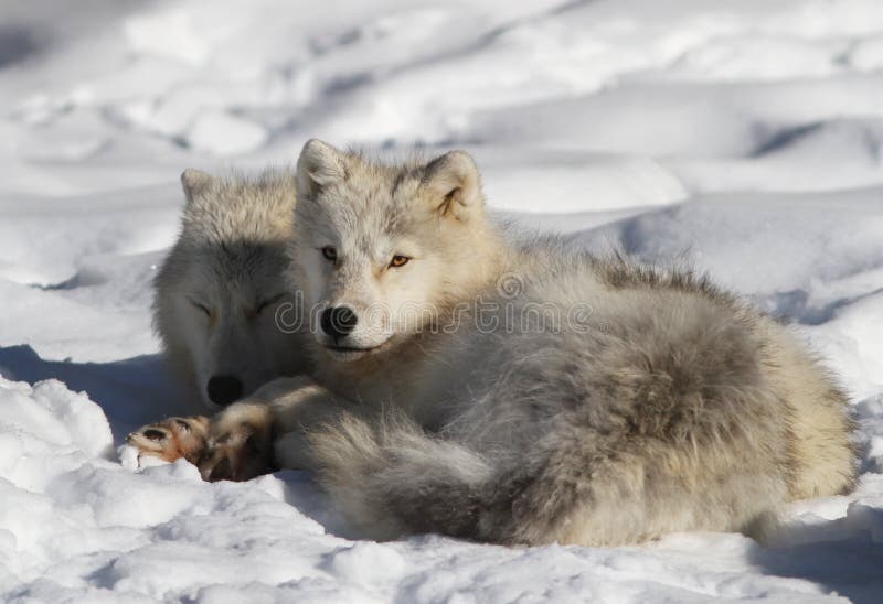 Arctic wolf couple. stock image. Image of alpha, closeup - 23060485