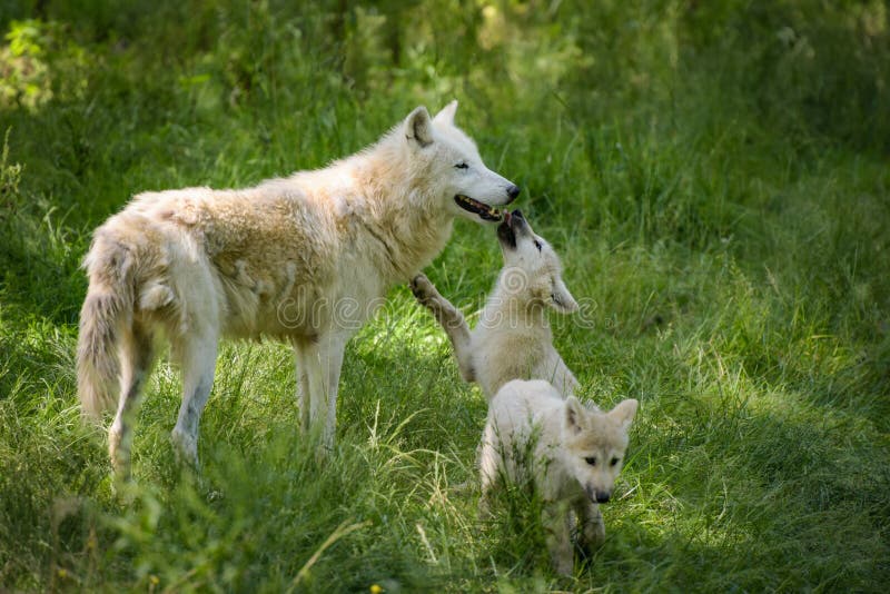 Arctic Wolf with Cubs in a Park Stock Image - Image of biodiversity ...