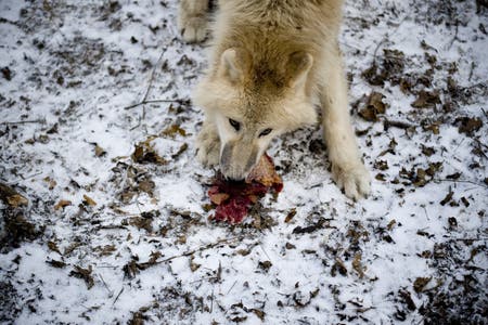 Arctic Wolf Eating stock image. Image of kill, animal - 28165375