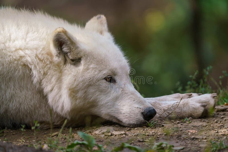Arctic Wolf Enjoying the Morning Sun (Canis Lupus Arctos) Stock Image ...