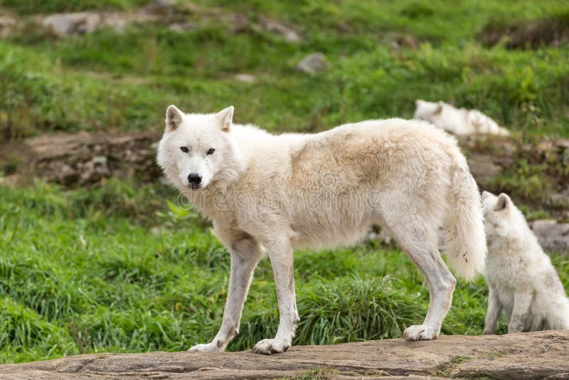 An Arctic Wolf in the fall stock photo. Image of eyes - 78192188