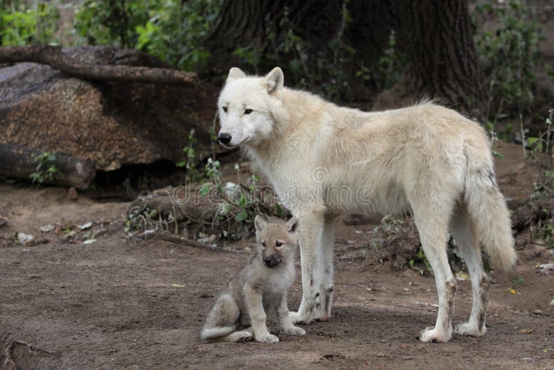 Baby Arctic Wolf With Mom
