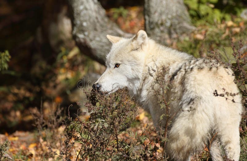 Arctic wolf in forest stock photo. Image of forest, animal - 81771530