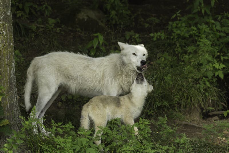 Arctic wolf family stock photo. Image of canis, wolf - 20259058