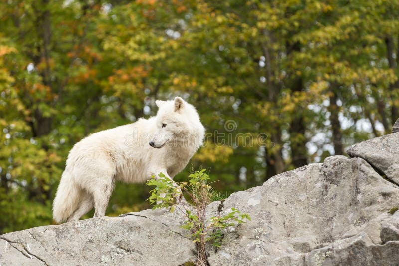 An Arctic Wolf in Its Natural Setting Stock Image - Image of setting ...