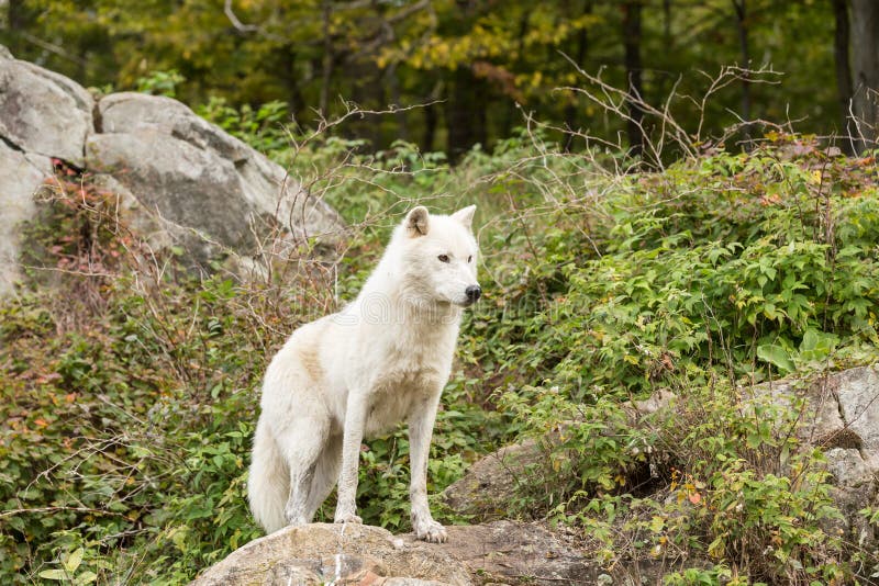 An Arctic Wolf in Its Natural Setting Stock Photo - Image of forest ...