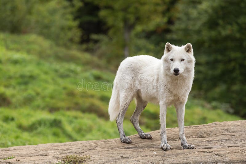 An Arctic Wolf in Its Natural Setting Stock Image - Image of face ...