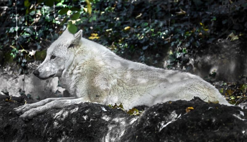 Arctic wolf 8 stock photo. Image of polar, hunting, wolf - 106328756