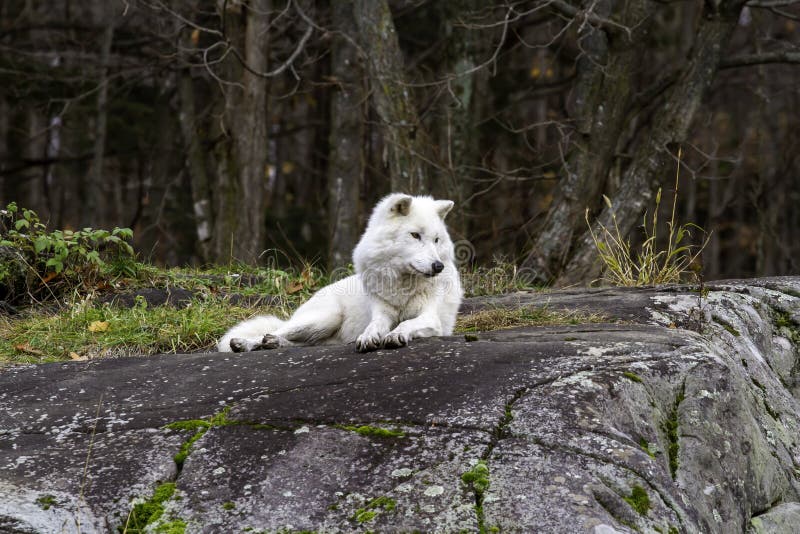 Arctic Wolf Laying Rock Stock Photos - Free & Royalty-Free Stock Photos ...