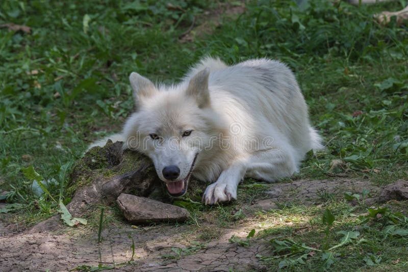 Arctic Wolf Sneaking Stock Photos - Free & Royalty-Free Stock Photos ...