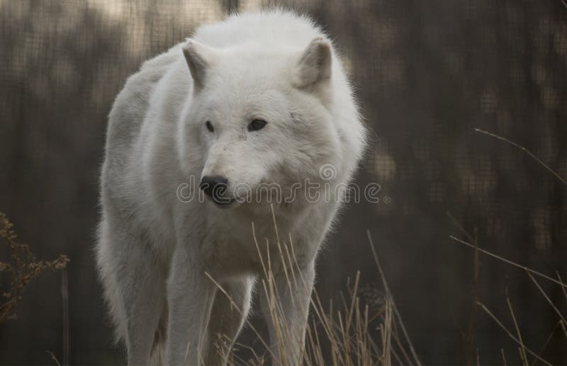 Arctic Wolf Stock Photos - Download 7,779 Royalty Free Photos
