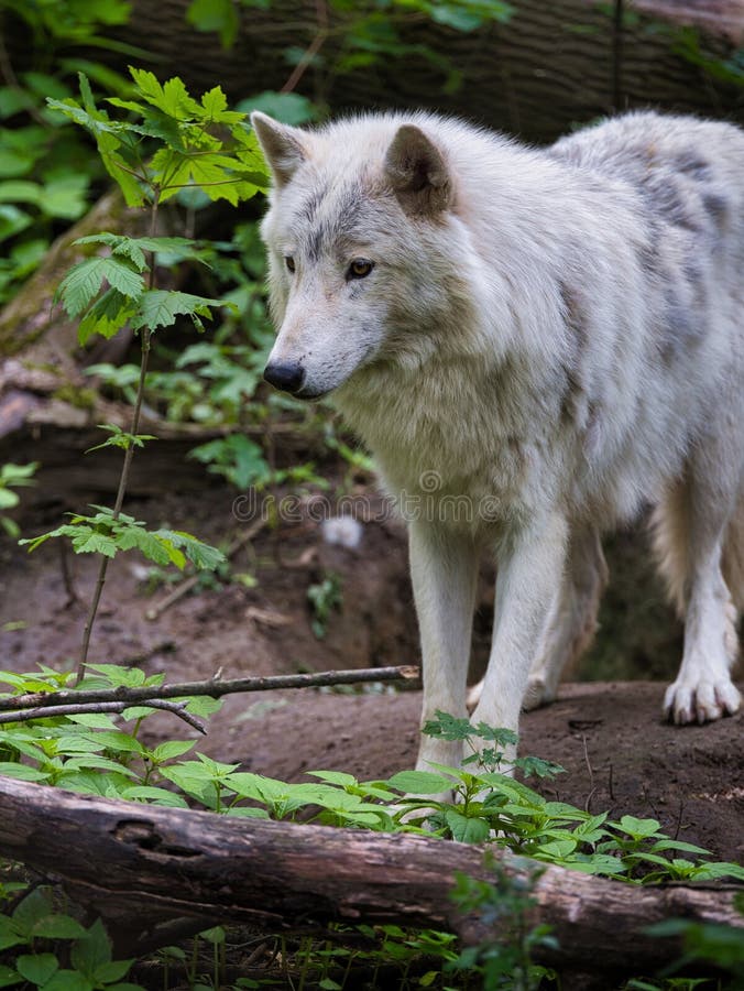 Arctic Wolf Outdoors in Nature Stock Photo - Image of nature, plant ...