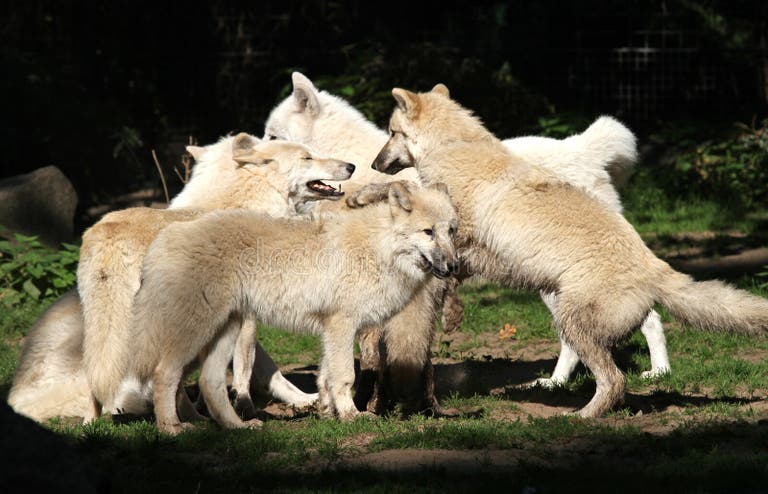 Arctic Wolf Pack stock photo. Image of arctosprofile - 16232184