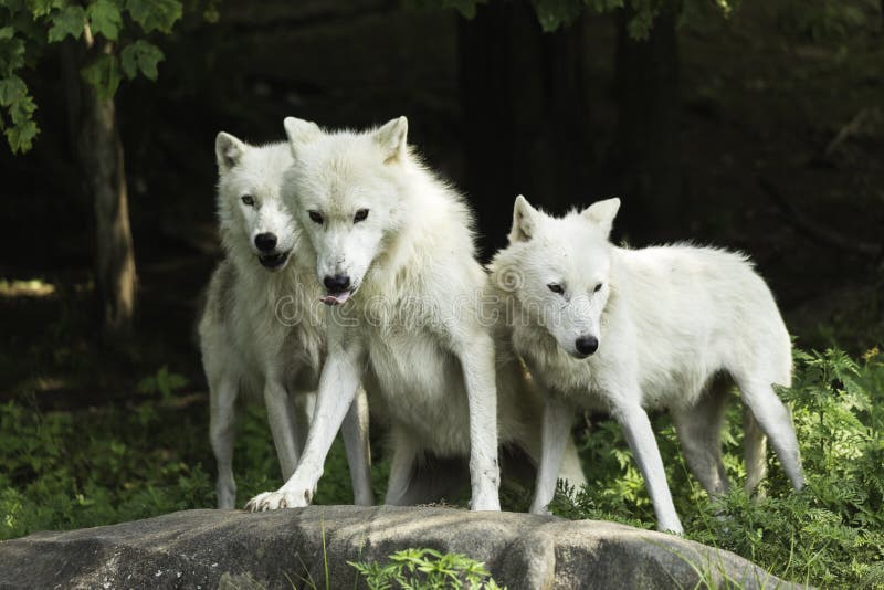 An Arctic Wolf Pack in a Forest Stock Image - Image of beast, isolated ...