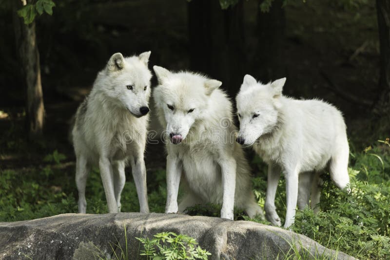 Arctic Wolf Pack stock photo. Image of arctosprofile - 16232184